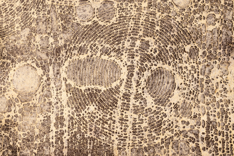 diana scherer - artists - Andriesse – Eyck Gallery