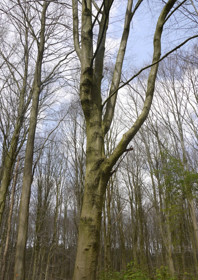 Tree Track, 2011 / Les Modèles Cristallographiques, 2014 / Bottom Ash ...